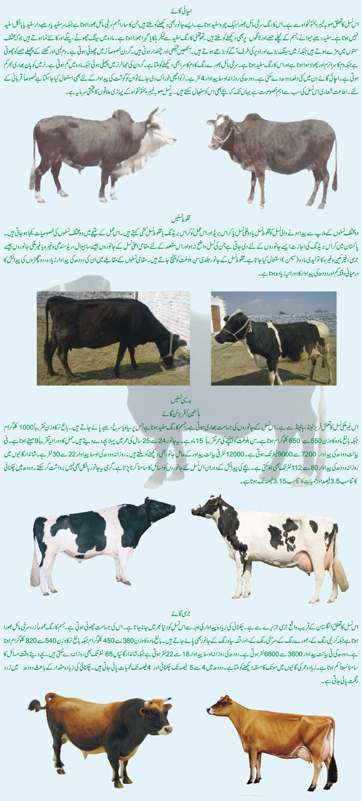 Pak Dairy Info Urdu Dairy Animal Breeds Pak Dairy Info Urdu Dairy Animal Breeds